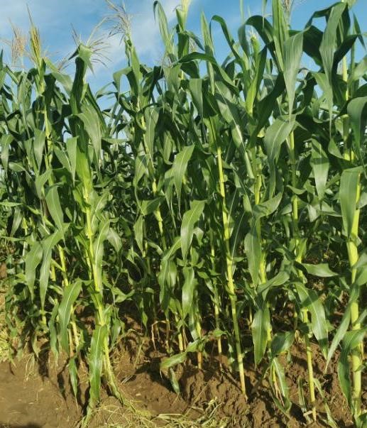 Food Security Focold